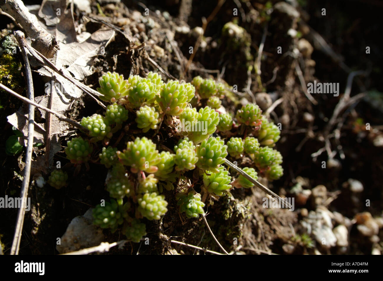 Portuguese stonecrop hi-res stock photography and images - Alamy