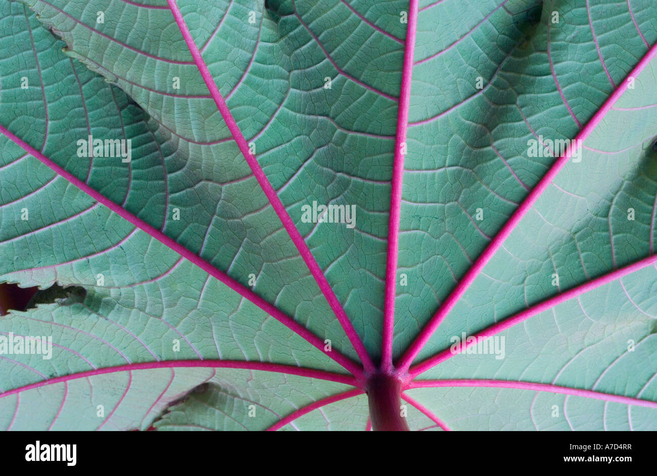 Green veiny leaf hi-res stock photography and images - Alamy