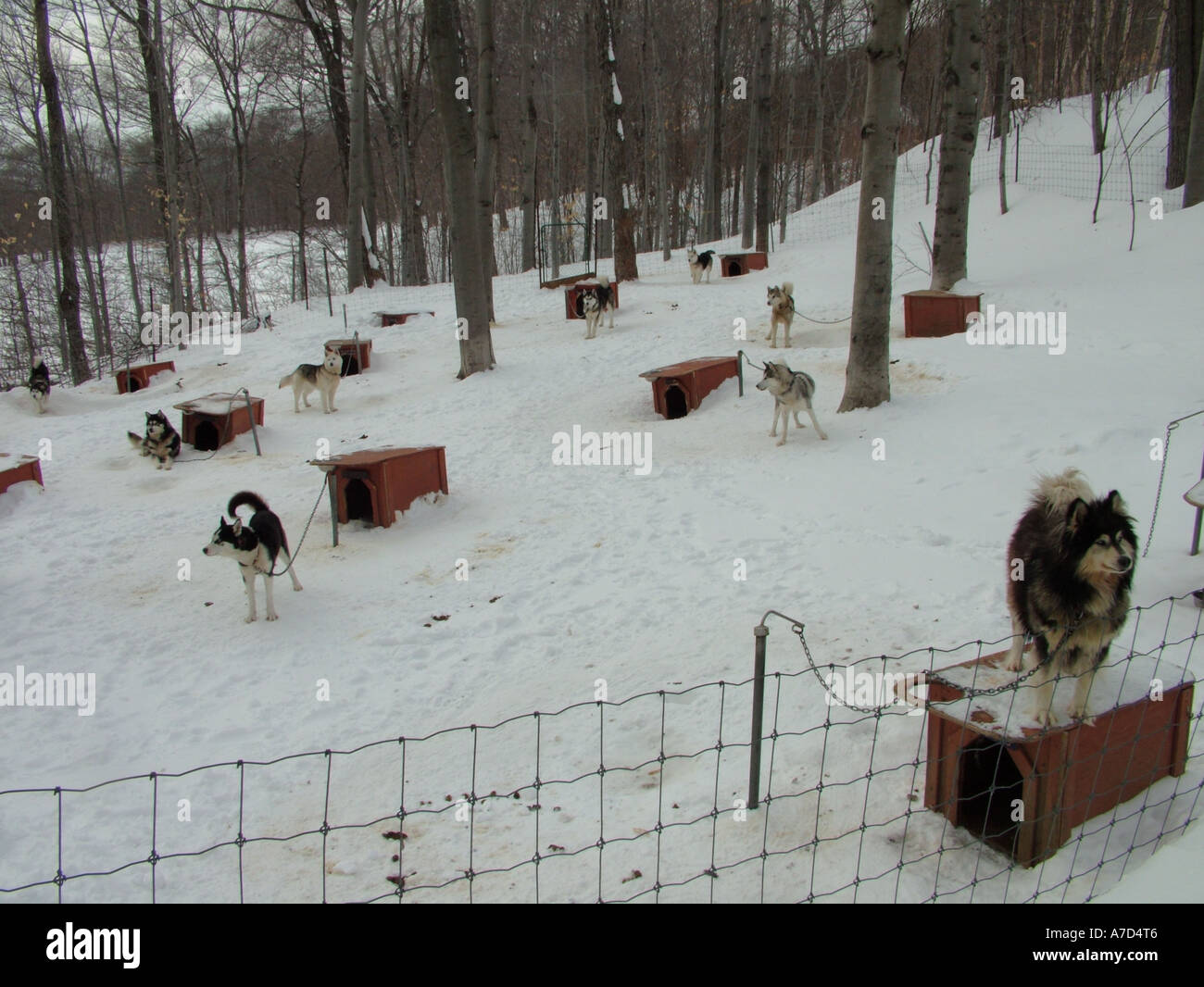 Husky sledding quebec hi-res stock photography and images - Alamy