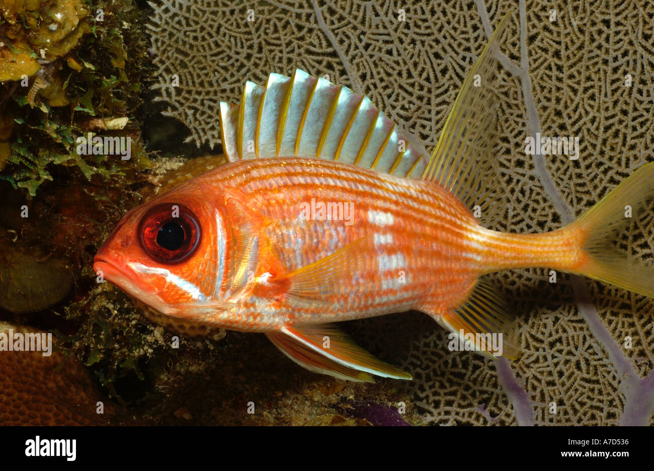 Longspine squirrelfish hi-res stock photography and images - Alamy