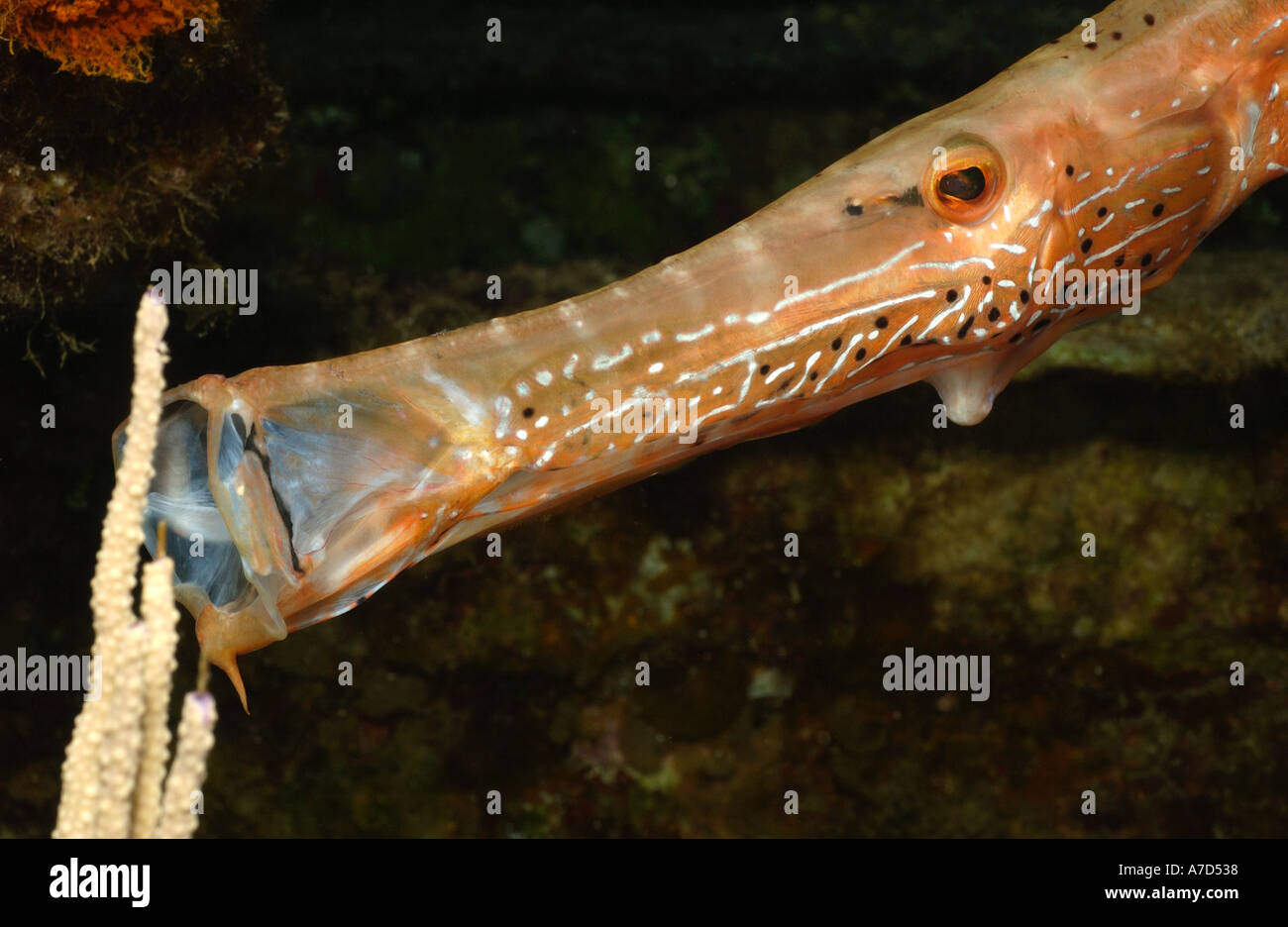 TRUMPETFISH AULOSTOMUS MACULATUS Stock Photo - Alamy