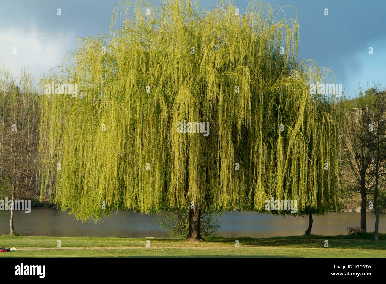 weeping willow tree Stock Photo - Alamy