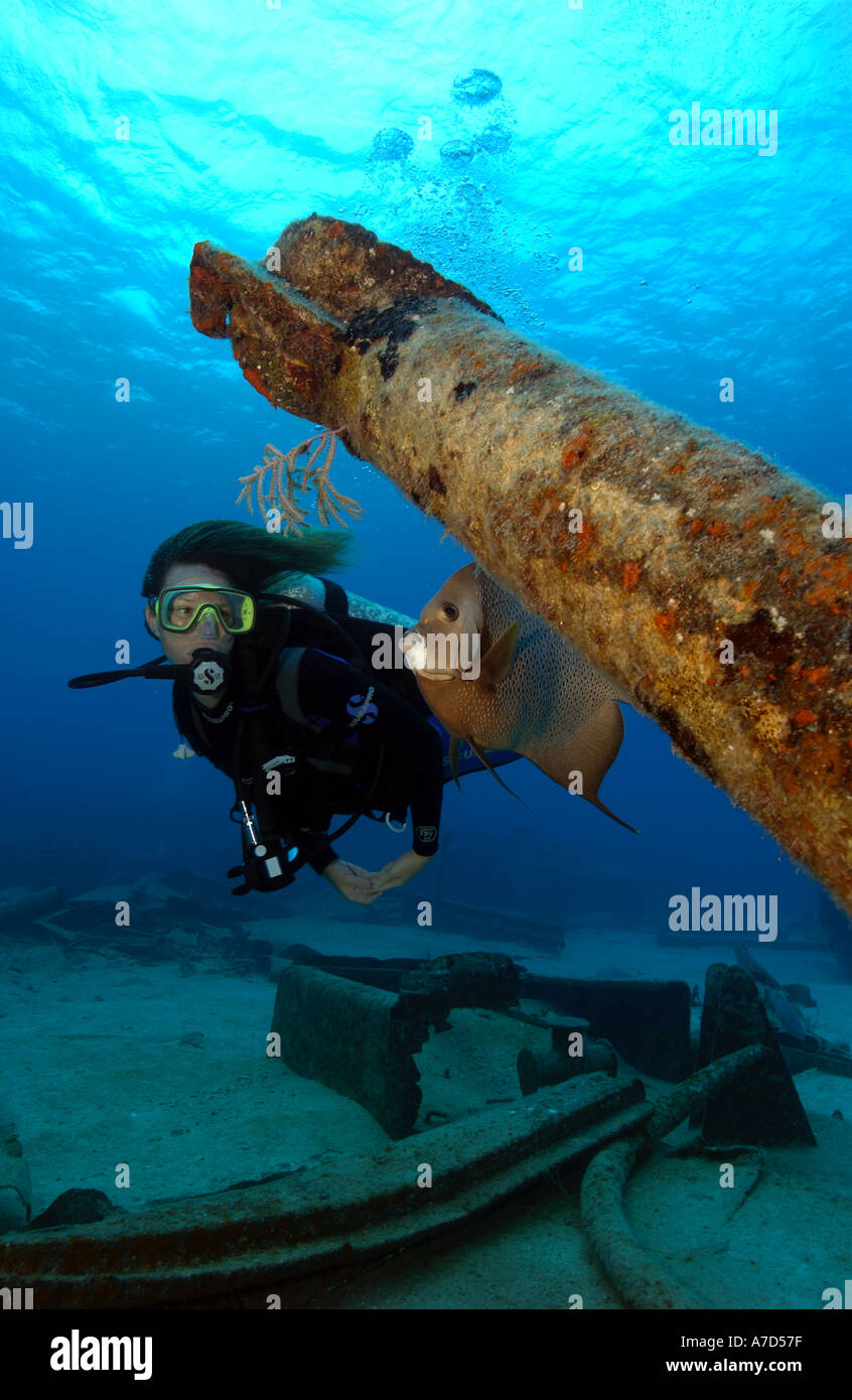 DIVER AND GRAY ANGELFISH POMACANTHUS ARCUATUS ON THE ORO VERDE WRECK ...