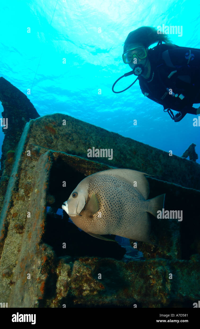 DIVER AND GRAY ANGELFISH POMACANTHUS ARCUATUS ON THE ORO VERDE WRECK ...