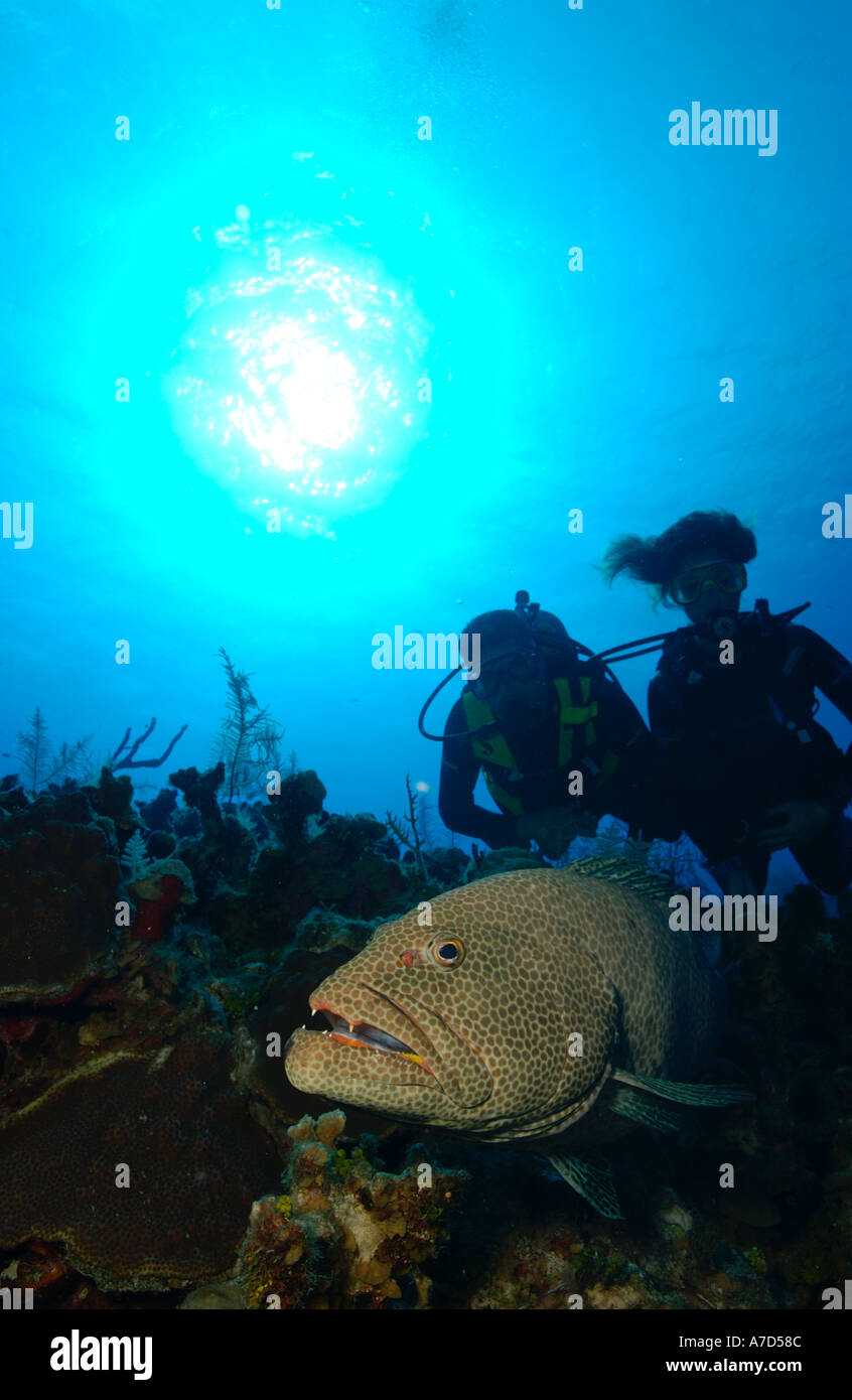 Tiger grouper mycteroperca tigris hi-res stock photography and images ...