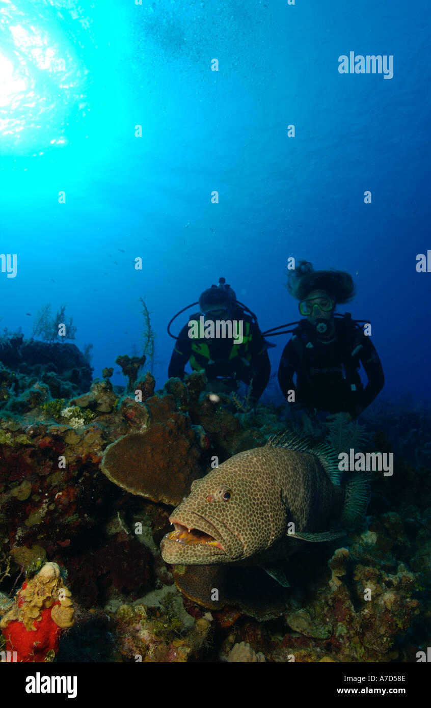 Tiger grouper mycteroperca tigris hi-res stock photography and images ...