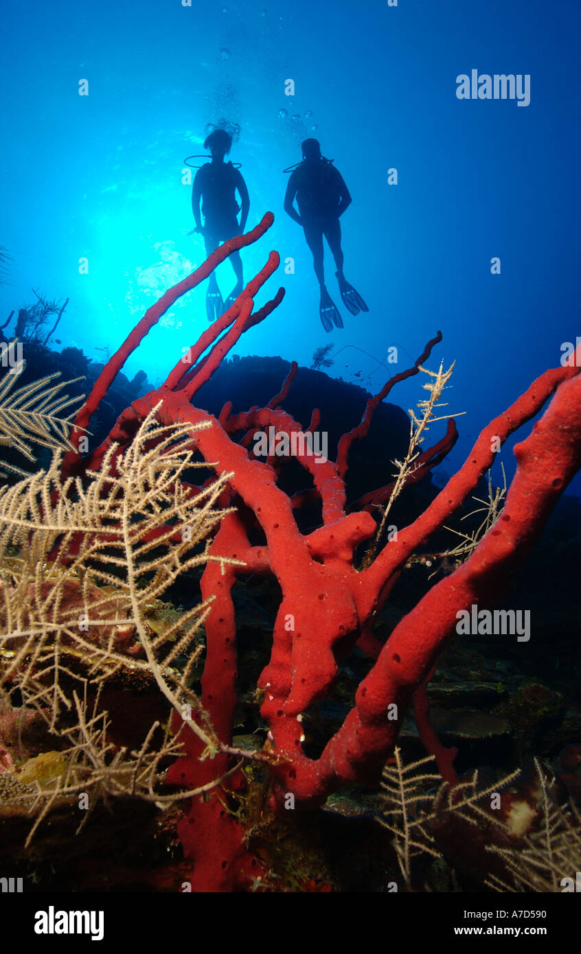 ROPE SPONGES DOMINATE THE FOREGROUND IN A REEF SCENIC FROM THE CAYMAN ...
