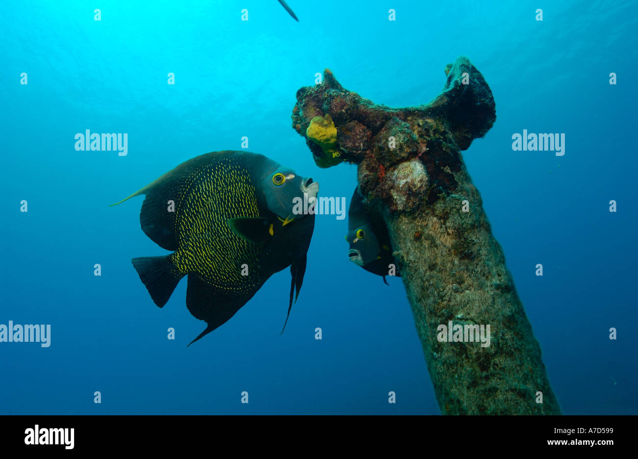 FRENCH ANGELFISH POMACANTHUS PARU ON THE WRECK OF THE ORO VERDE GRAND ...