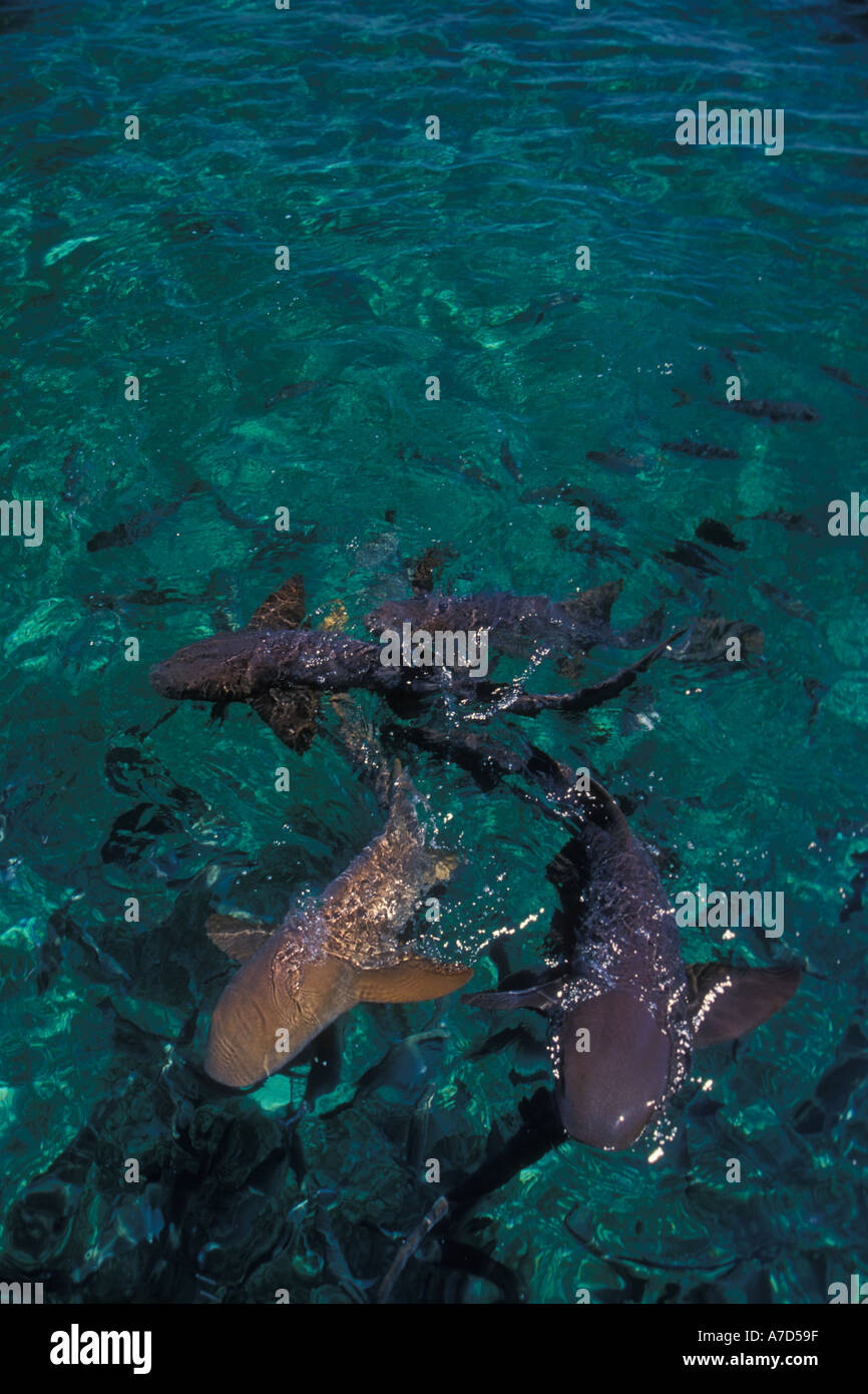 Nurse shark belize caye hi-res stock photography and images - Alamy