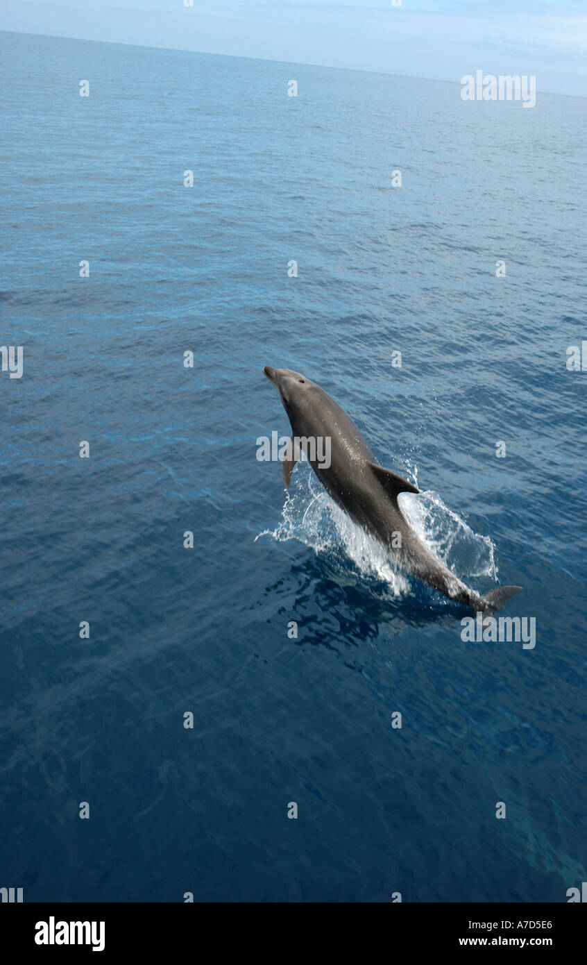BOTTLENOSE DOLPHIN TURSIOPS TRUNCATUS Stock Photo - Alamy