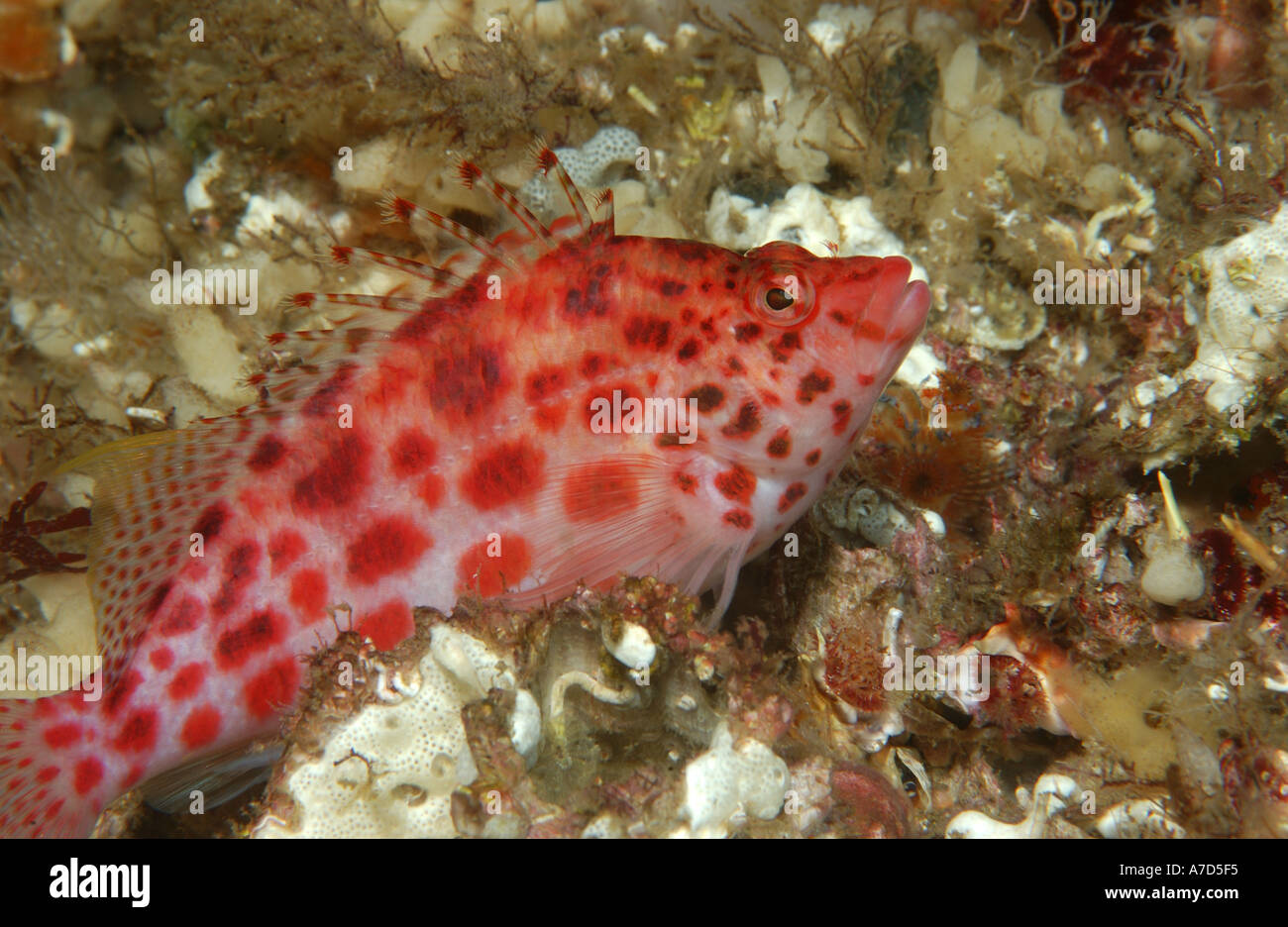 CORAL HAWKFISH CIRRHITICHTHYS OXYCEPHALUS Stock Photo - Alamy