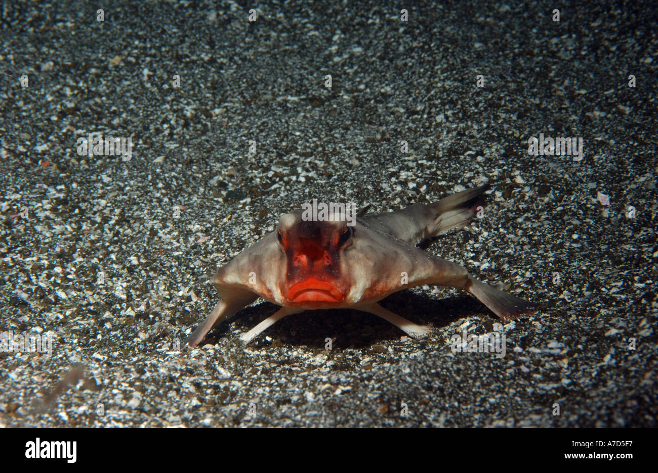 Ogcocephalus darwini red lipped batfish hi-res stock photography and ...