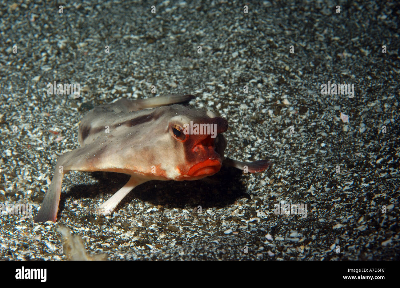 RED LIPPED BATFISH OGCOCEPHALUS DARWINI GALAPAGOS Stock Photo - Alamy