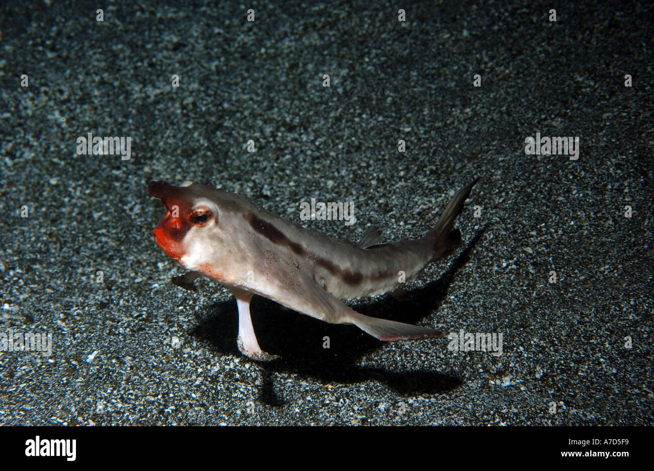 RED LIPPED BATFISH OGCOCEPHALUS DARWINI GALAPAGOS Stock Photo - Alamy