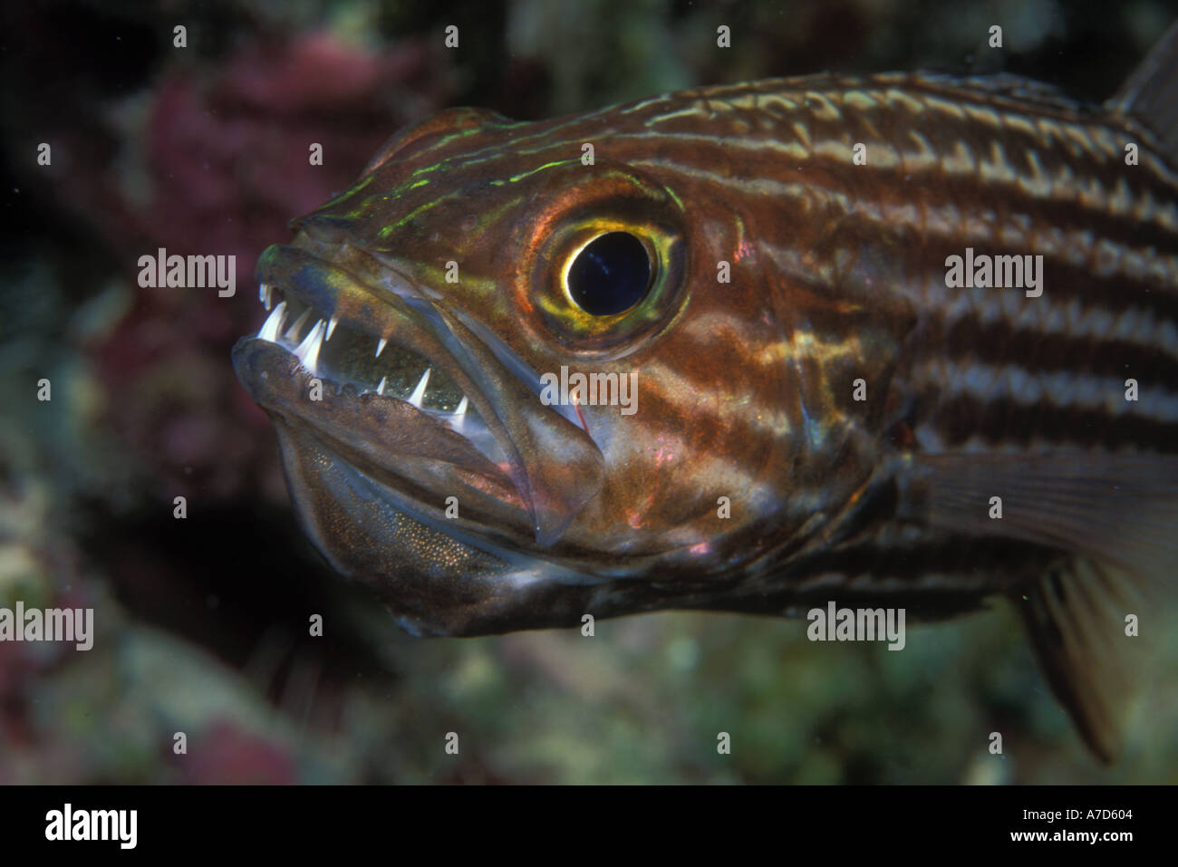 CARDINALFISH GUARDS HIS MOUTHFUL OF EGGS RED SEA Stock Photo - Alamy