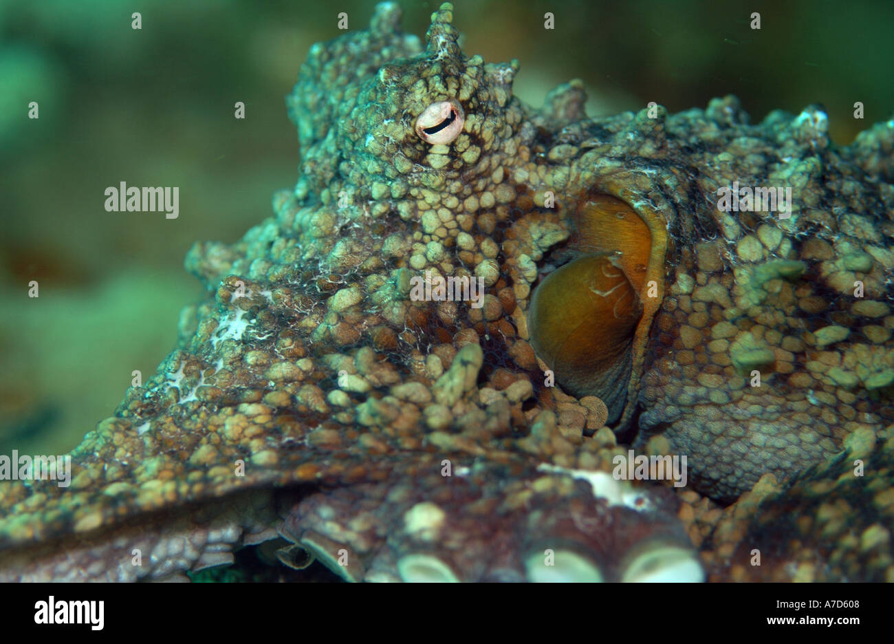 Captured octopus hi-res stock photography and images - Alamy