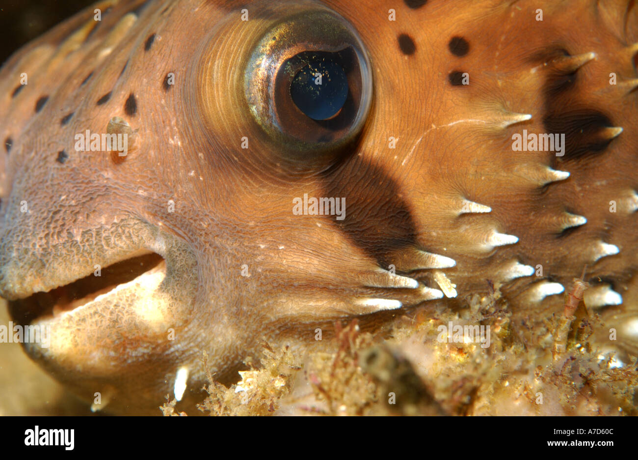 BALLOONFISH DIODON HOLOCANTHUS GALAPAGOS ISLANDS Stock Photo - Alamy