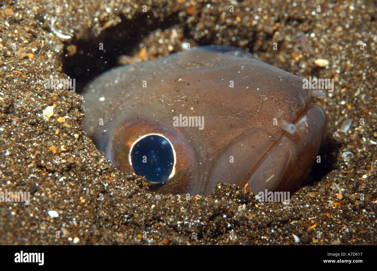 Gilberti hi-res stock photography and images - Alamy