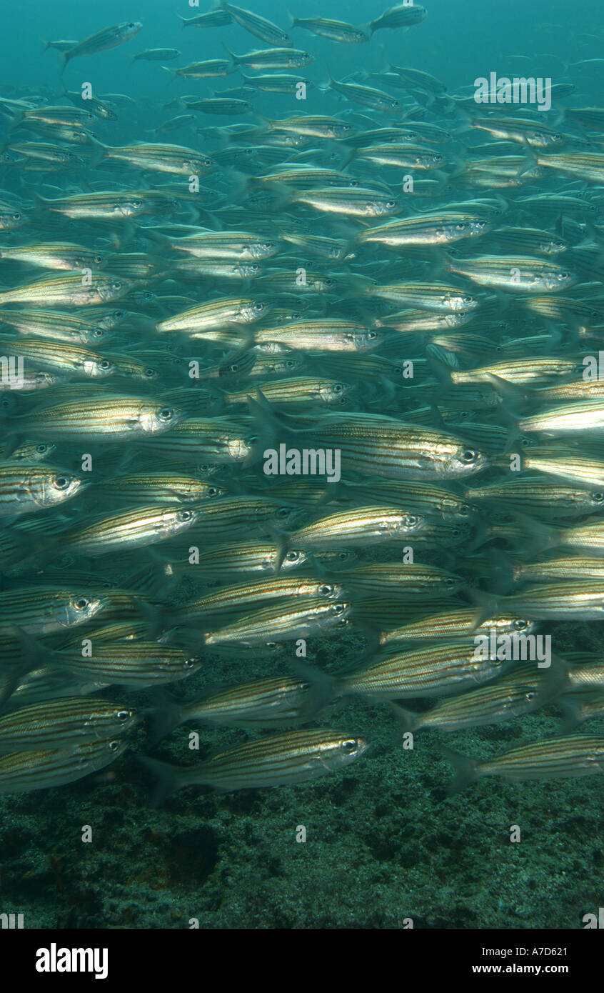 Black striped salema fish hi-res stock photography and images - Alamy