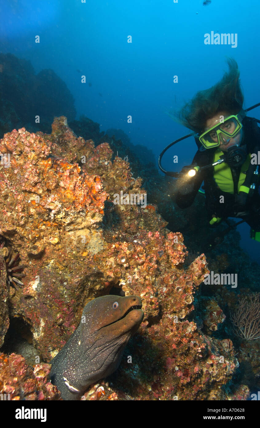 Moray eel with female diver hi-res stock photography and images - Alamy