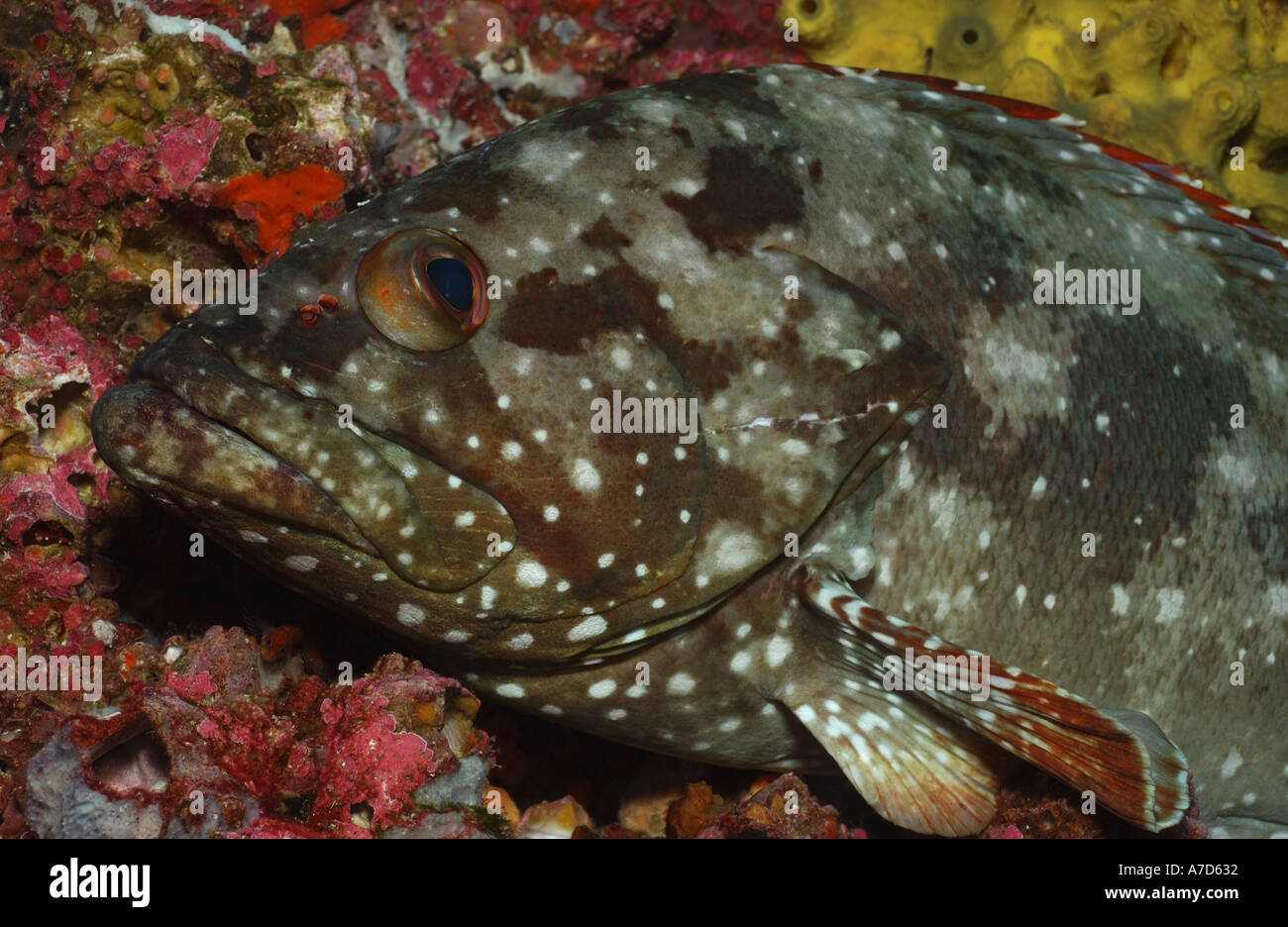 FLAG CABRILLA EPINEPHELUS LABRIFORMIS GALAPAGOS ISLANDS Stock Photo - Alamy