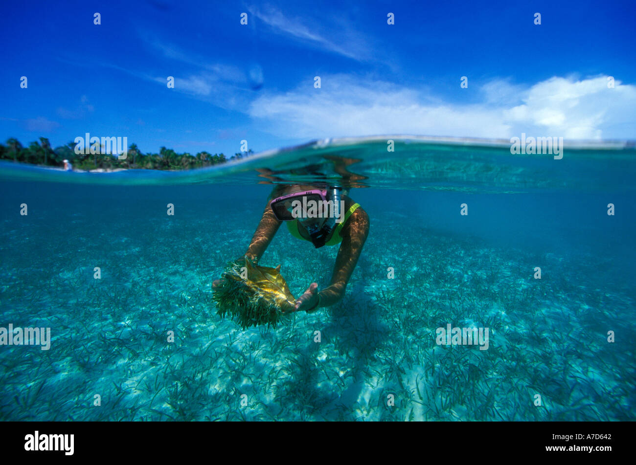 A FEMALE SNORKELER HOLDS A QUEEN CONCH STROMBUS GIGAS IN THE CLEAR ...