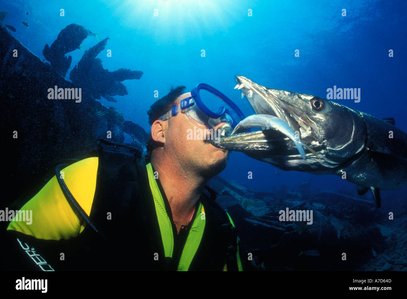 CAPTAIN SPENCER SLATE OF ATLANTIS DIVE CENTER FEEDS A BARRACUDA KEY ...