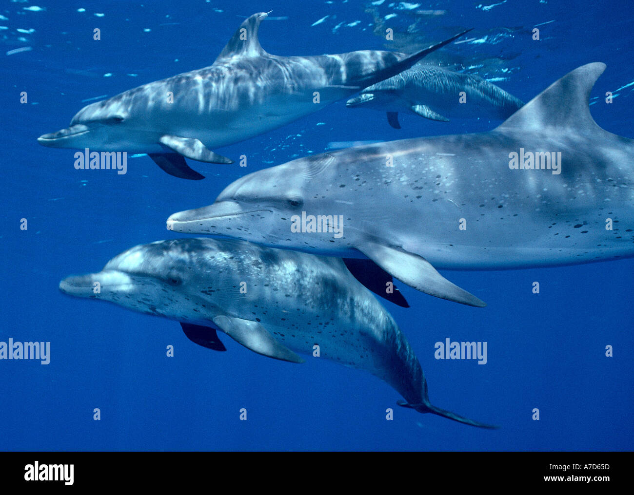 James Dolphin High Resolution Stock Photography and Images - Alamy