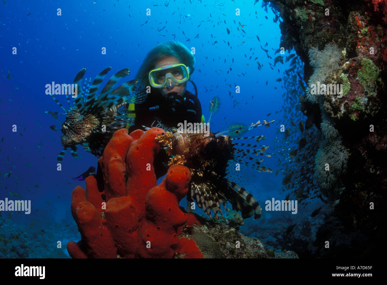 FEMALE SCUBA DIVER AND CLOSEUP OF LIONFISH PTEROIS VOLITANS RED SEA ...