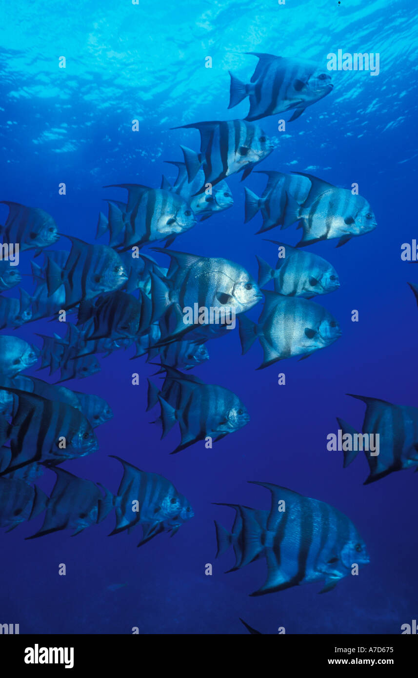 A SCHOOL OF ATLANTIC SPADEFISH CHAETODIPTERUS FABER CARIBBEAN Stock ...