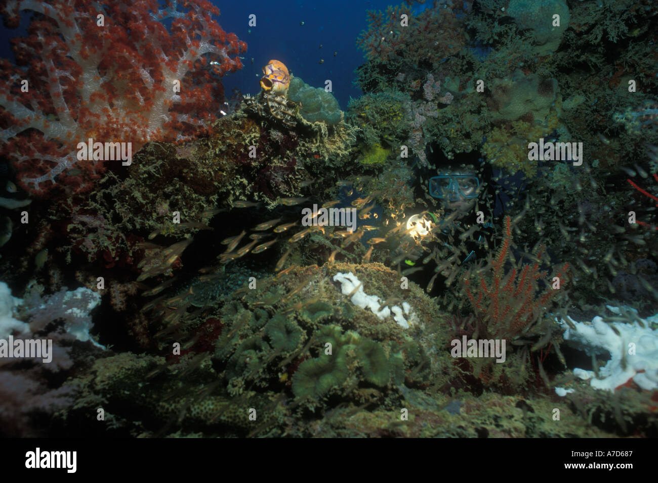 Pempheridae coral reef golden sweeper hi-res stock photography and ...