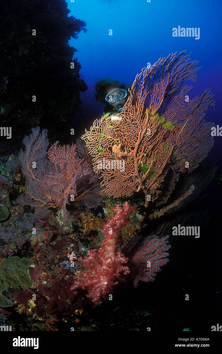 FEMALE SCUBA DIVER BETWEEN A GROUPING OF GORGONIANS NEPHTHEIDAE FAMILY ...