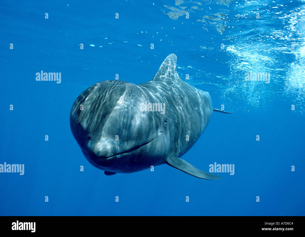 Whale Face High Resolution Stock Photography and Images - Alamy