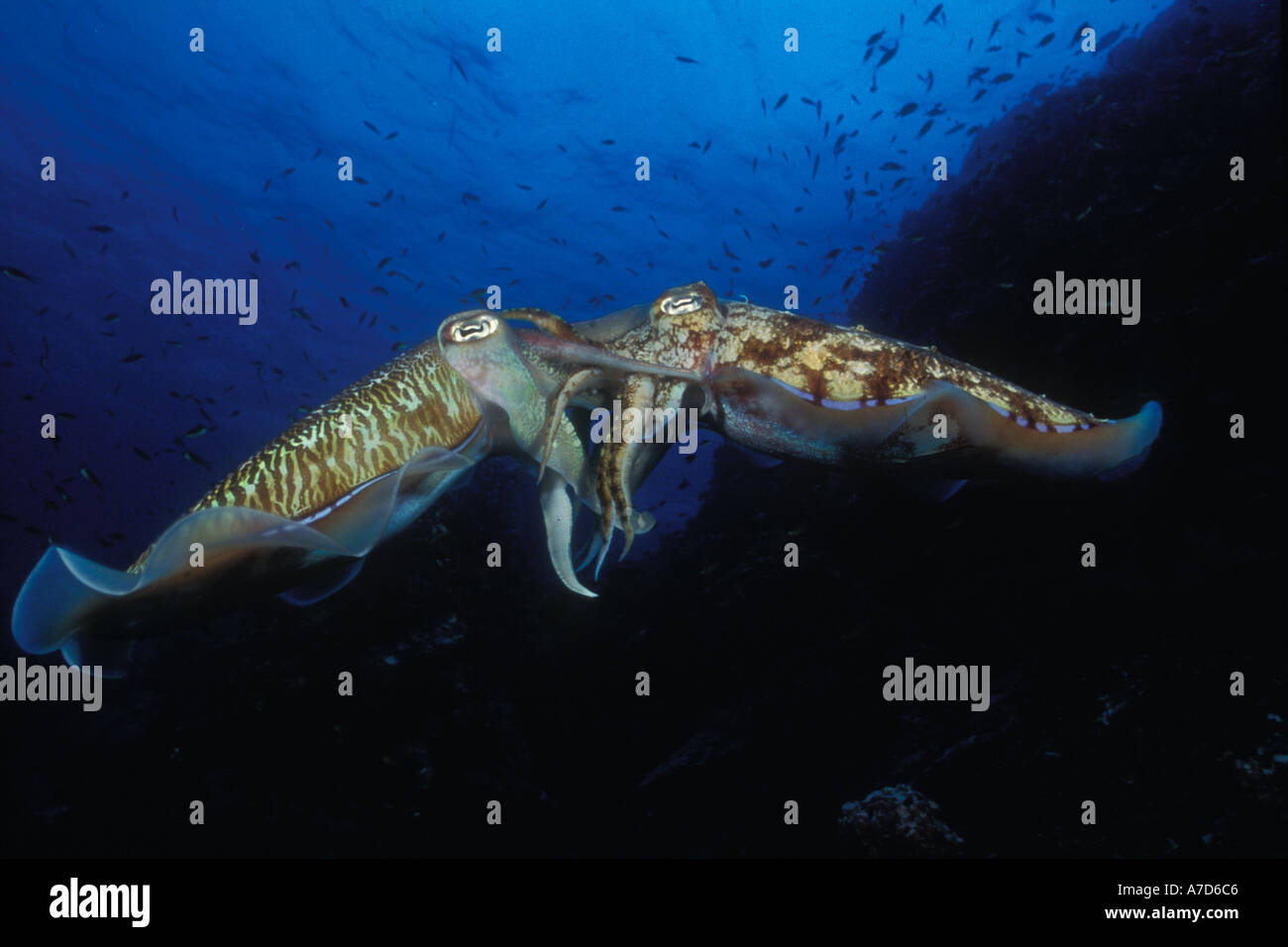 A MATING PAIR OF PHARAOH CUTTLEFISH SEPIA PHARAONIS THAILAND Stock ...