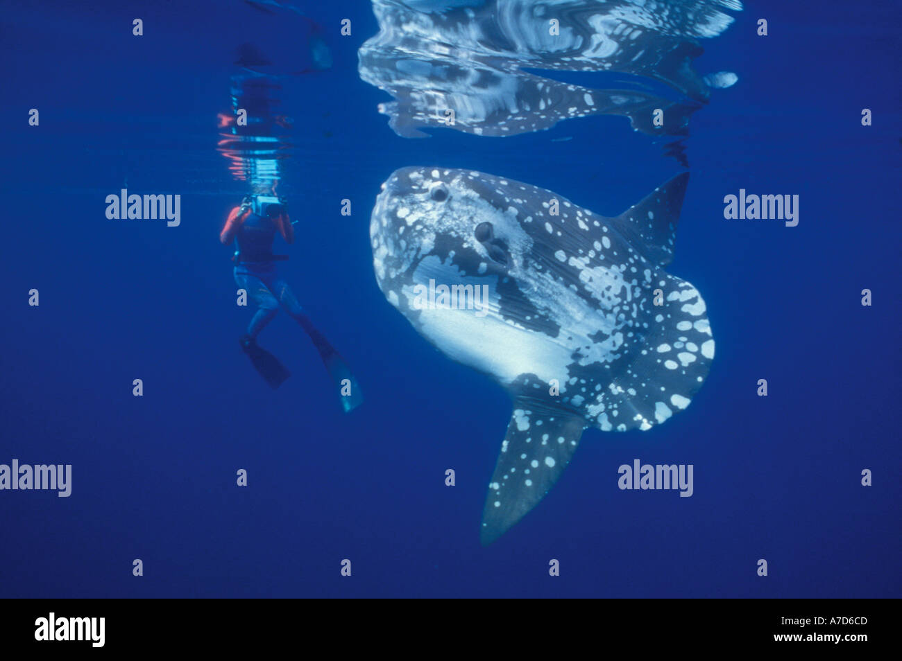 Mola mola fish hi-res stock photography and images - Alamy