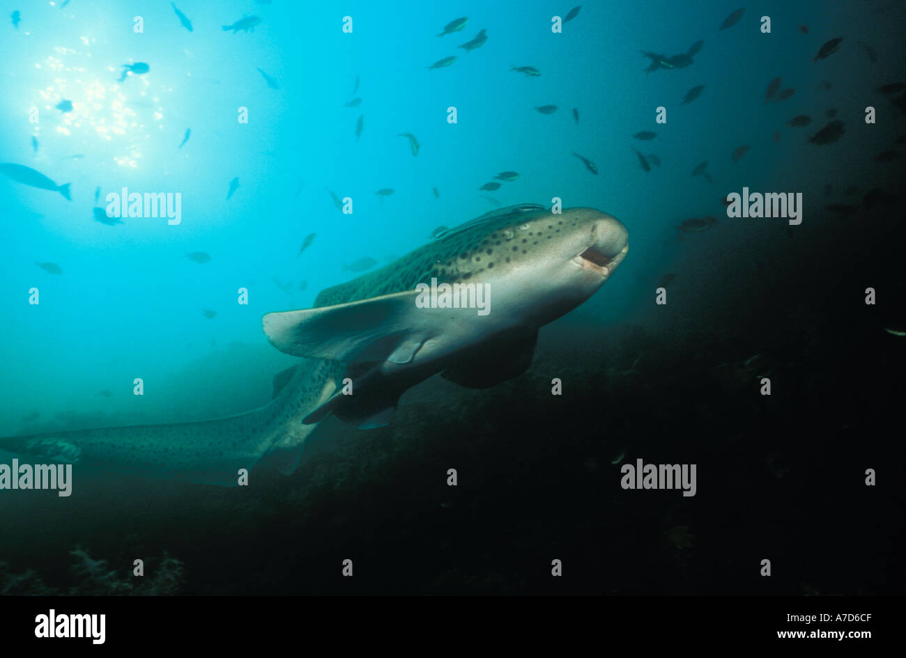 ZEBRA SHARK STEGOSTOMA FASCIATUM THAILAND Stock Photo - Alamy