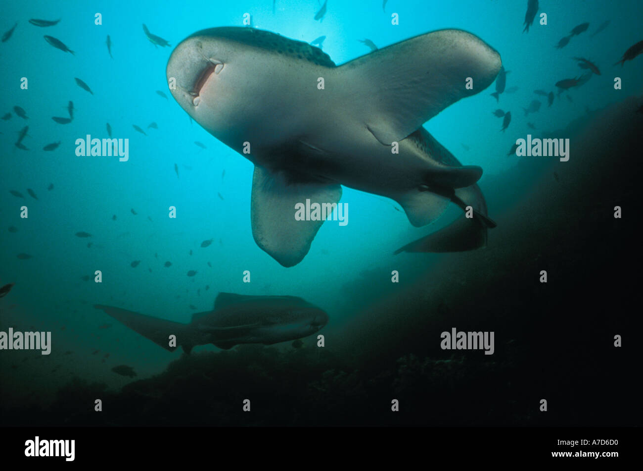 AMOROUS SUITOR PURSUES FEMALE ZEBRA SHARK STEGOSTOMA FASCIATUM THAILAND ...