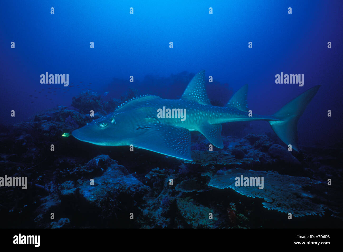 THE RARELY SEEN BOWMOUTH GUITARFISH RHINA ANCYLOSTOMUS ANDAMAN SEA ...