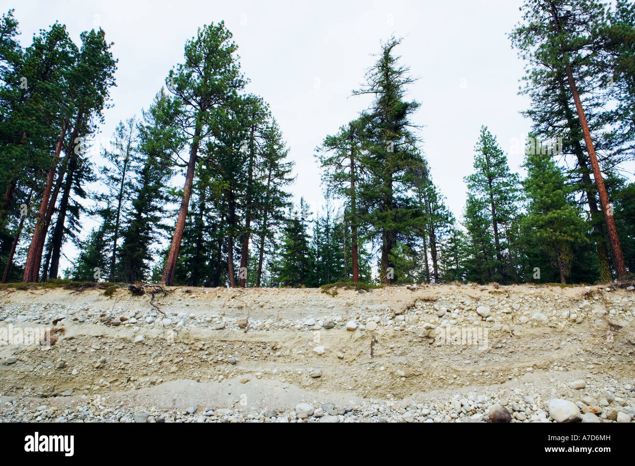 Tree grows on sandy hi-res stock photography and images - Alamy