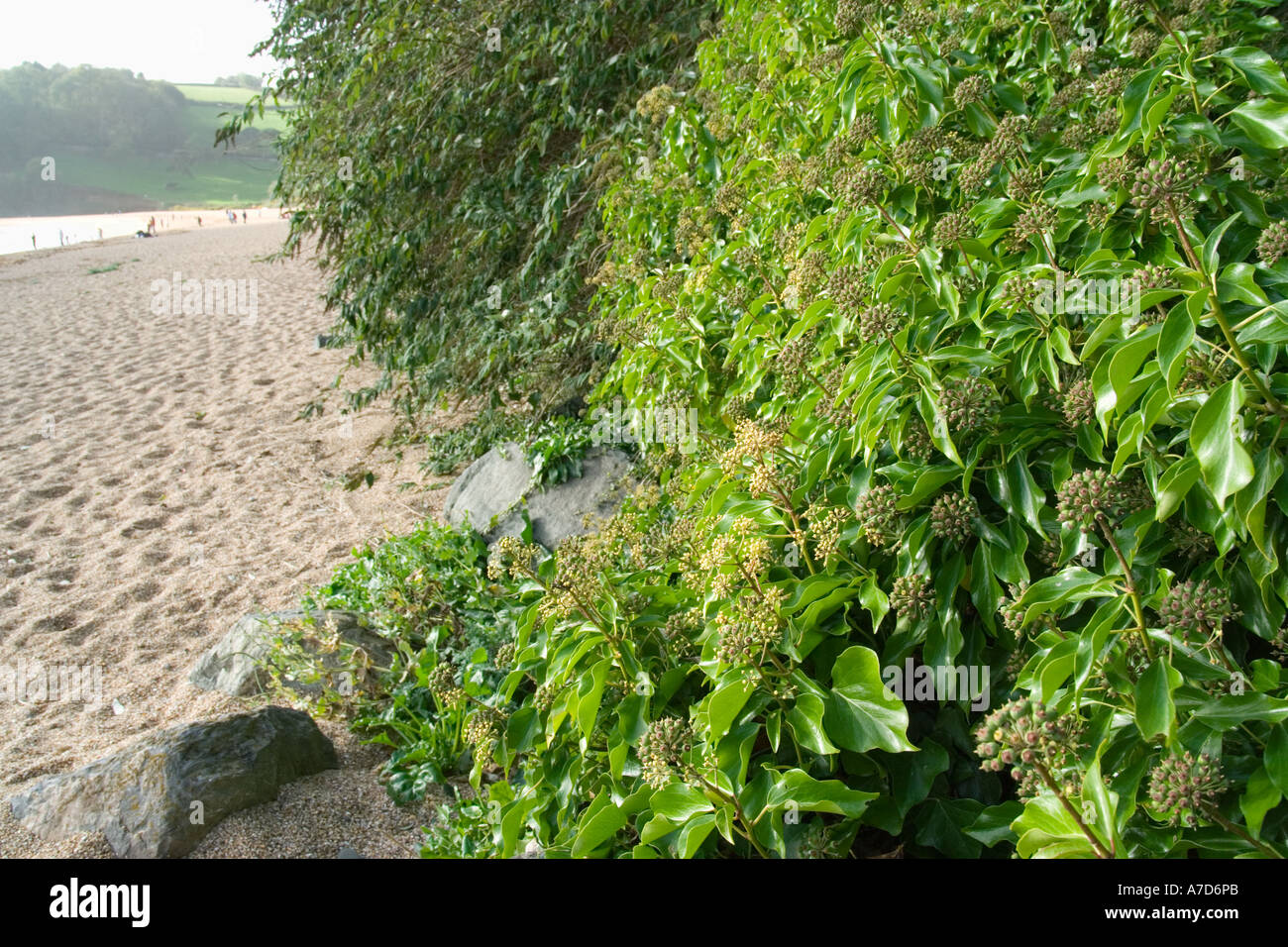 Ivy hedera helix in flower growing over boulder at the seaside Stock Photo - Alamy