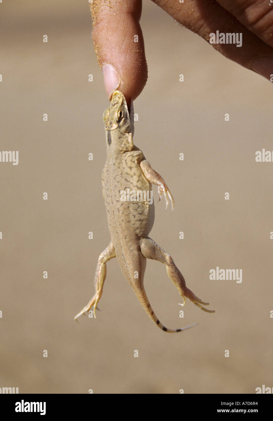 Sand diving lizard, Namibia Stock Photo - Alamy