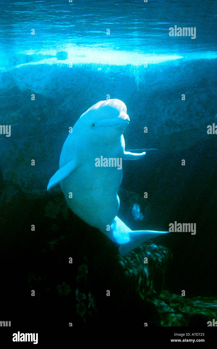 Beluga Whale Underwater High Resolution Stock Photography and Images ...