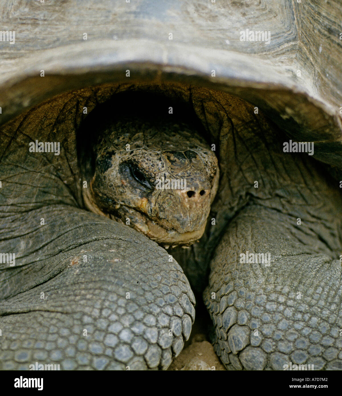 Totoise hi-res stock photography and images - Alamy