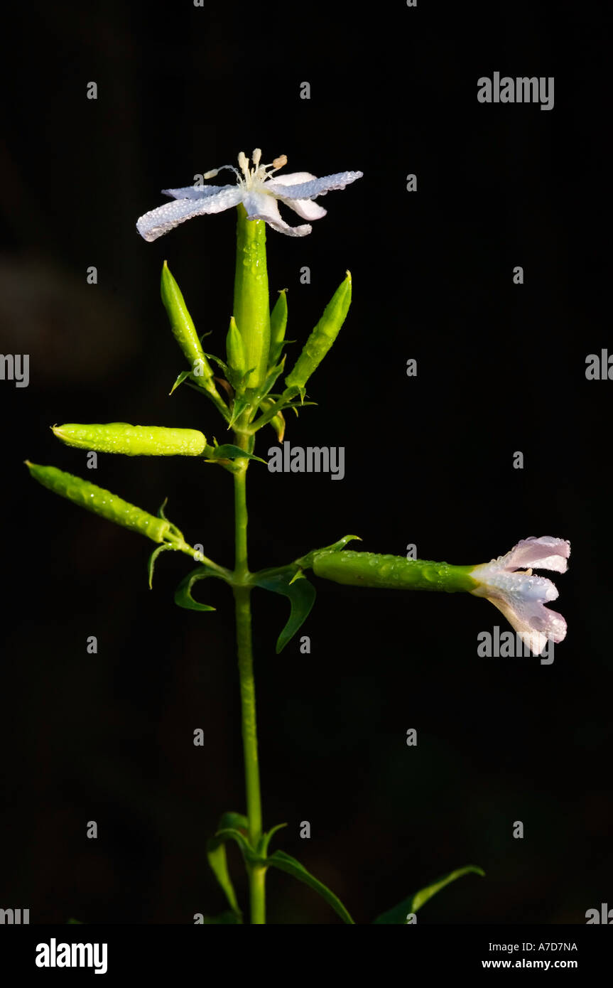 Evening Campion (Silene latifolia Stock Photo - Alamy