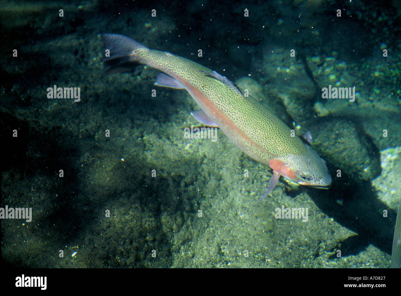 Rainbow trout new zealand hi-res stock photography and images - Alamy