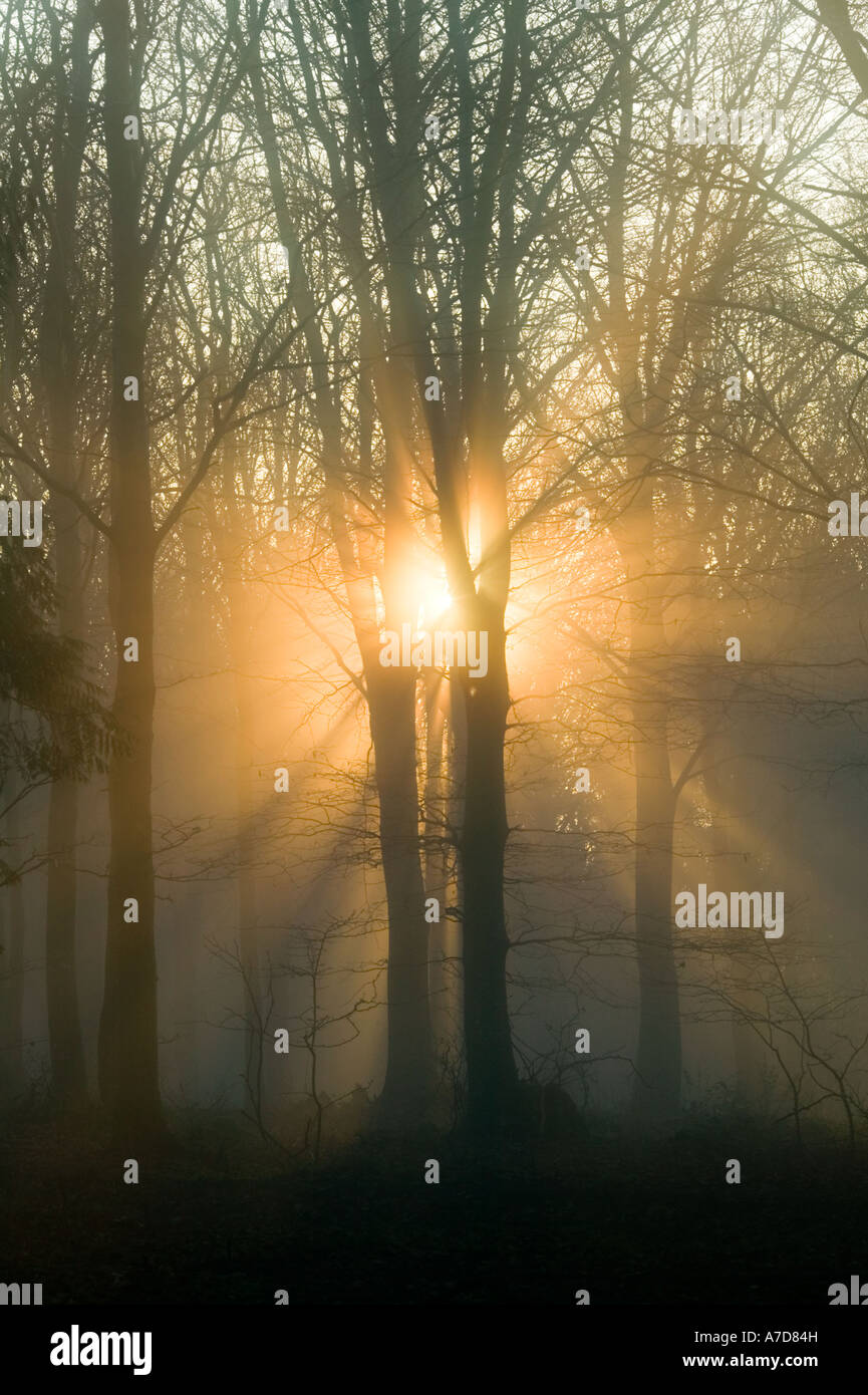 Light shafts hi-res stock photography and images - Alamy