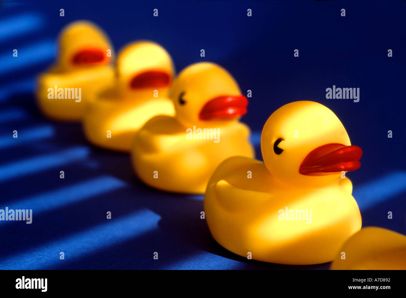 Yellow rubber ducks in row Stock Photo - Alamy