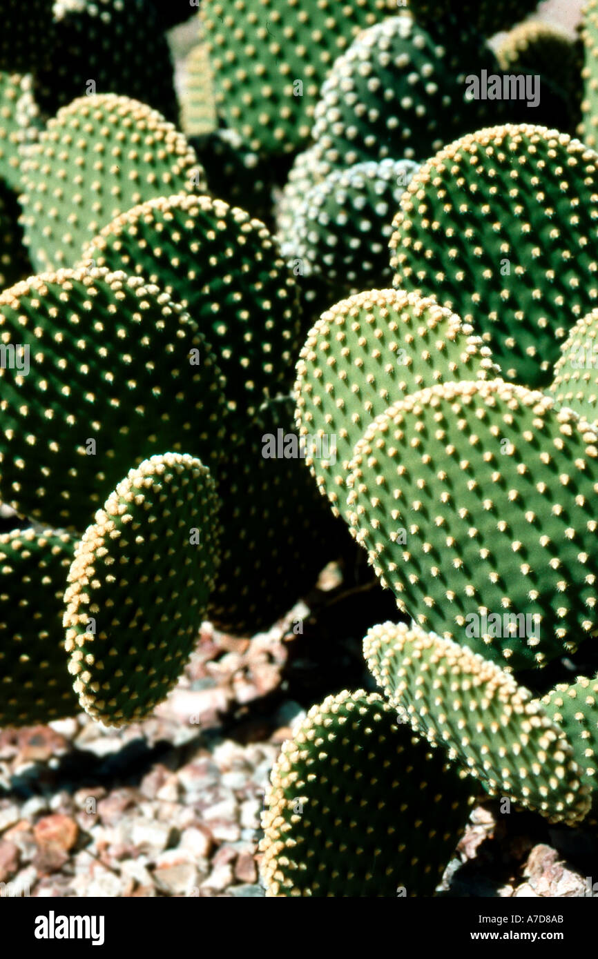 Cactus desert Arizona arid sand sonoran dry Stock Photo - Alamy