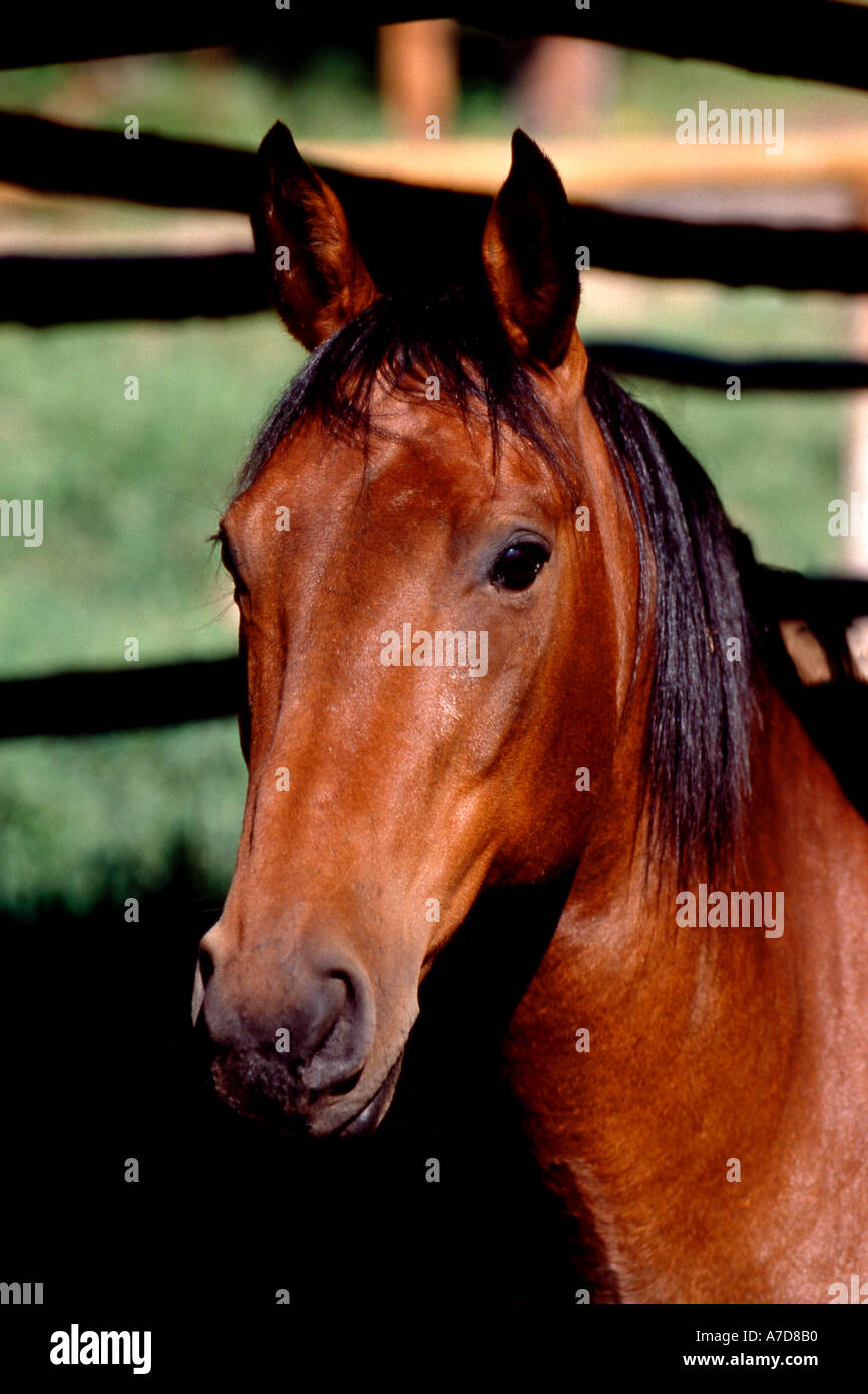 Standing horse in stable Stock Photo - Alamy