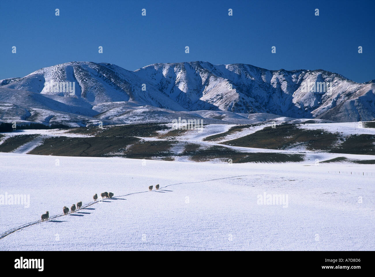 Sheep Snow Hawkdun Ranges Maniototo Central Otago New Zealand Stock Photo - Alamy